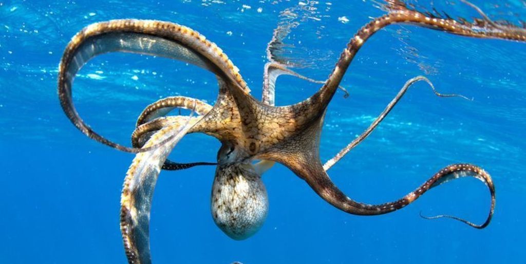 الكشف عن مخلوق يشبه التمساح عاش في الصين قبل 3000 عام